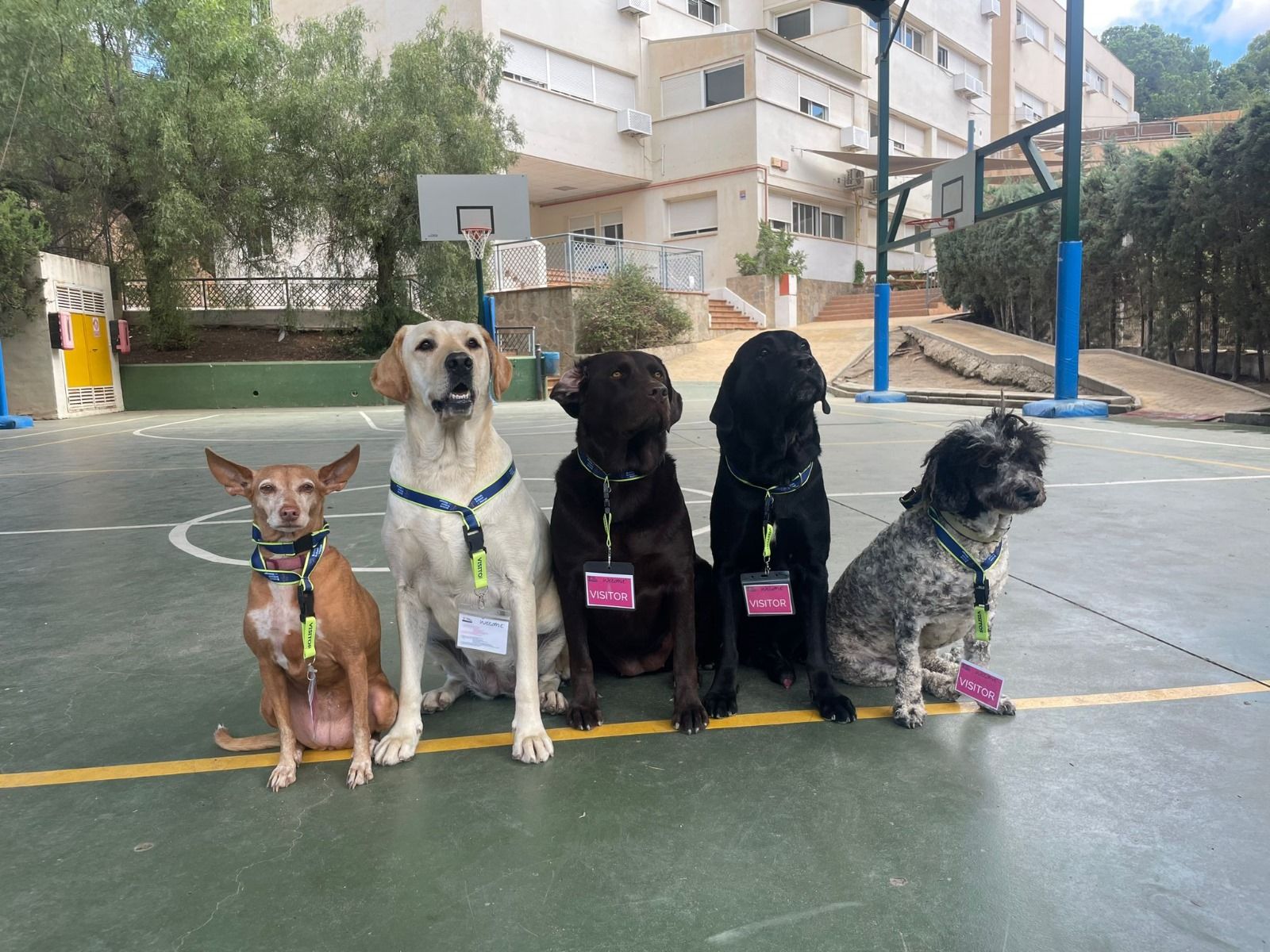 Dogs